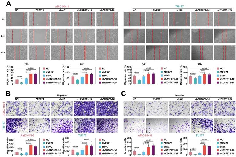 Increased methylation of ZNF671 suppresses tumor progression by ...