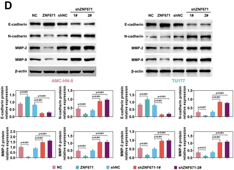 Increased methylation of ZNF671 suppresses tumor progression by ...