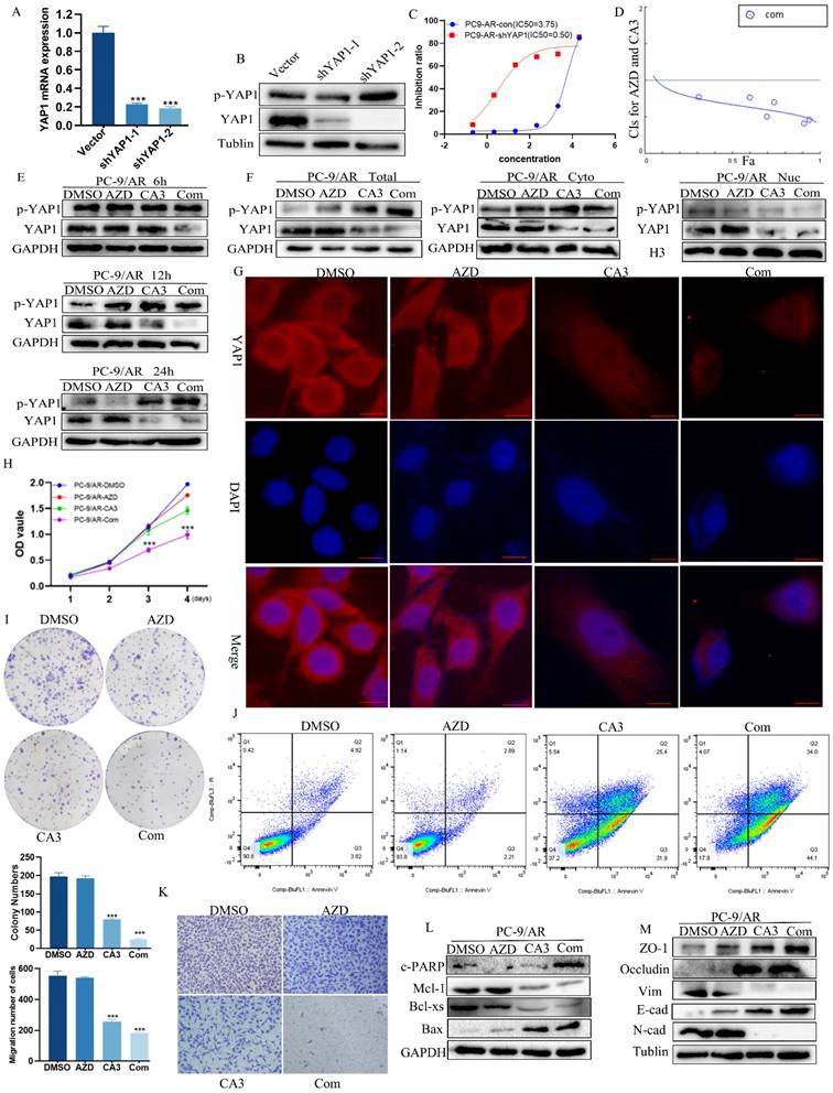 YAP1 synergize with YY1 transcriptional co-repress DUSP1 to induce ...