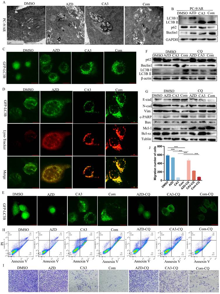 YAP1 synergize with YY1 transcriptional co-repress DUSP1 to induce ...