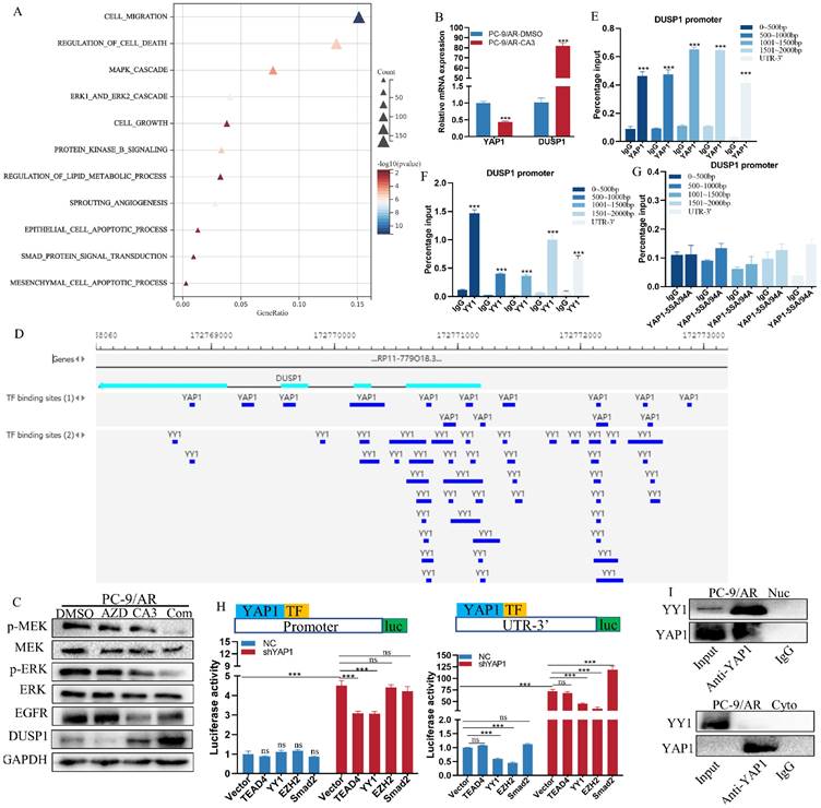 YAP1 synergize with YY1 transcriptional co-repress DUSP1 to induce ...
