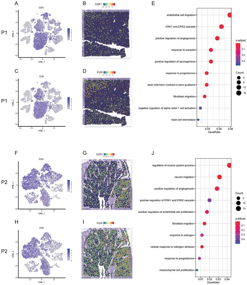 Integrating Spatial Transcriptomics and Single-nucleus RNA Sequencing Reveals the Potential ...
