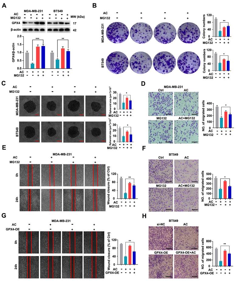 Anomanolide C suppresses tumor progression and metastasis by ubiquitinating GPX4-driven ...