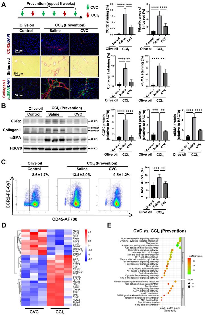 C-C motif chemokine receptor 2 inhibition reduces liver fibrosis by ...
