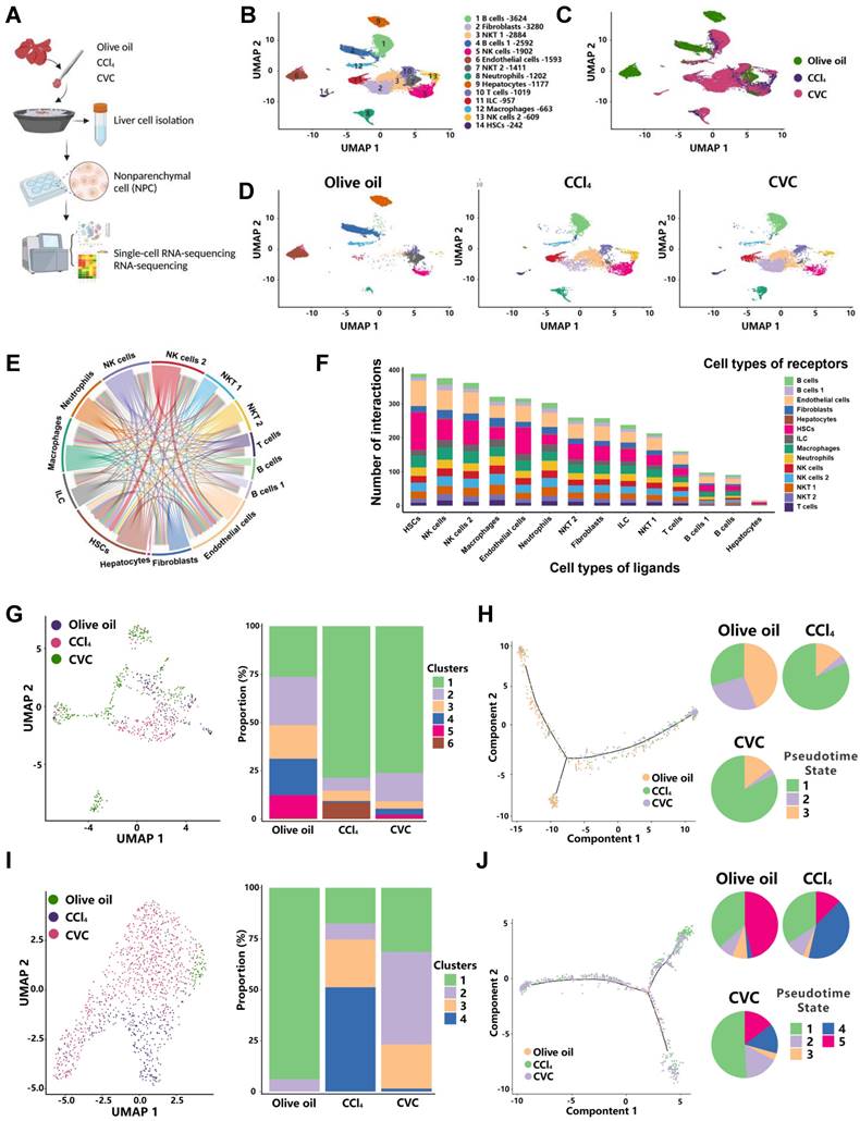 C-C motif chemokine receptor 2 inhibition reduces liver fibrosis by ...