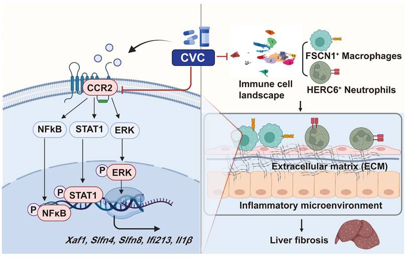 C-C motif chemokine receptor 2 inhibition reduces liver fibrosis by ...