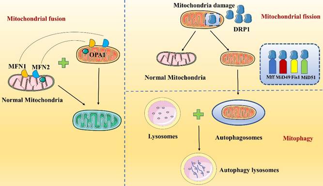 The crosstalk between ferroptosis and mitochondrial dynamic regulatory networks