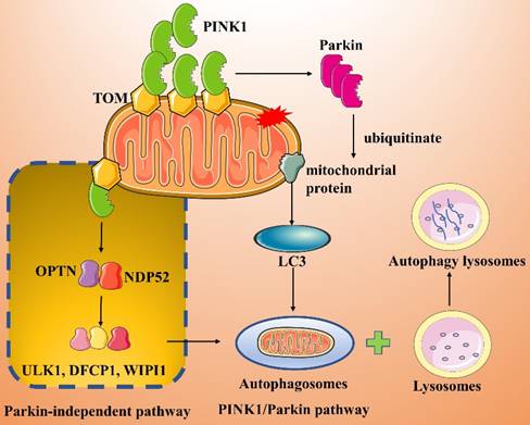 The crosstalk between ferroptosis and mitochondrial dynamic regulatory networks
