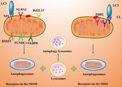 The crosstalk between ferroptosis and mitochondrial dynamic regulatory networks