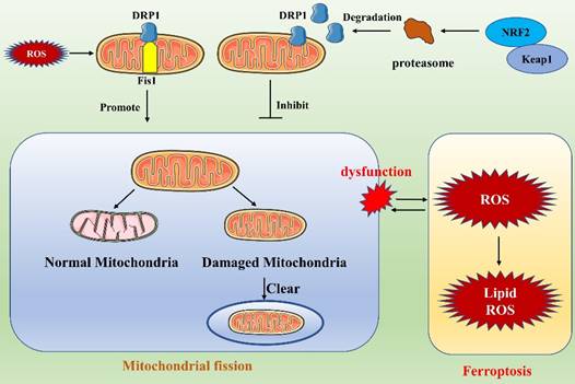 The crosstalk between ferroptosis and mitochondrial dynamic regulatory networks