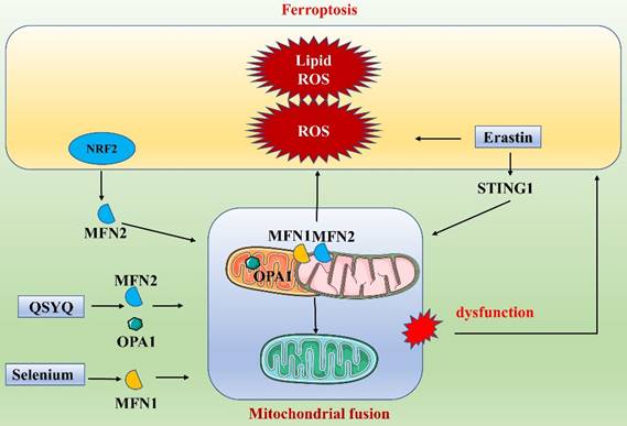 The crosstalk between ferroptosis and mitochondrial dynamic regulatory networks