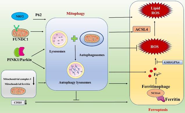 The crosstalk between ferroptosis and mitochondrial dynamic regulatory networks