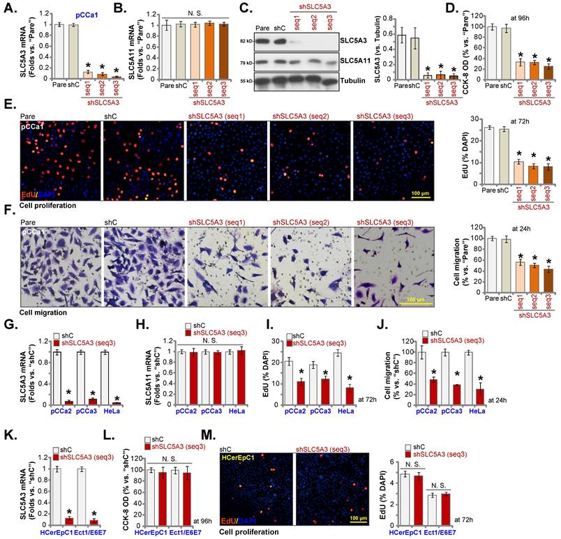 SLC5A3 is important for cervical cancer cell growth