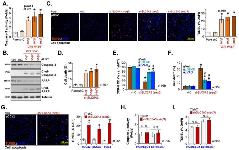 SLC5A3 is important for cervical cancer cell growth