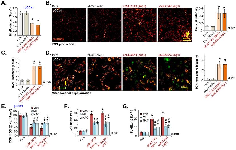SLC5A3 is important for cervical cancer cell growth