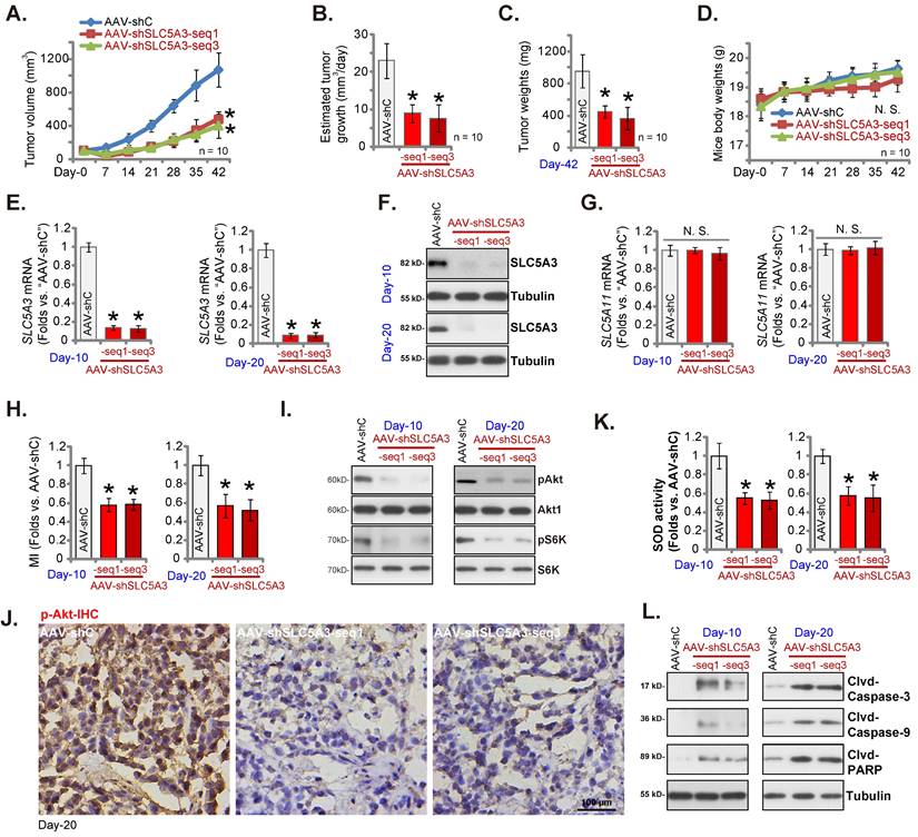 SLC5A3 is important for cervical cancer cell growth
