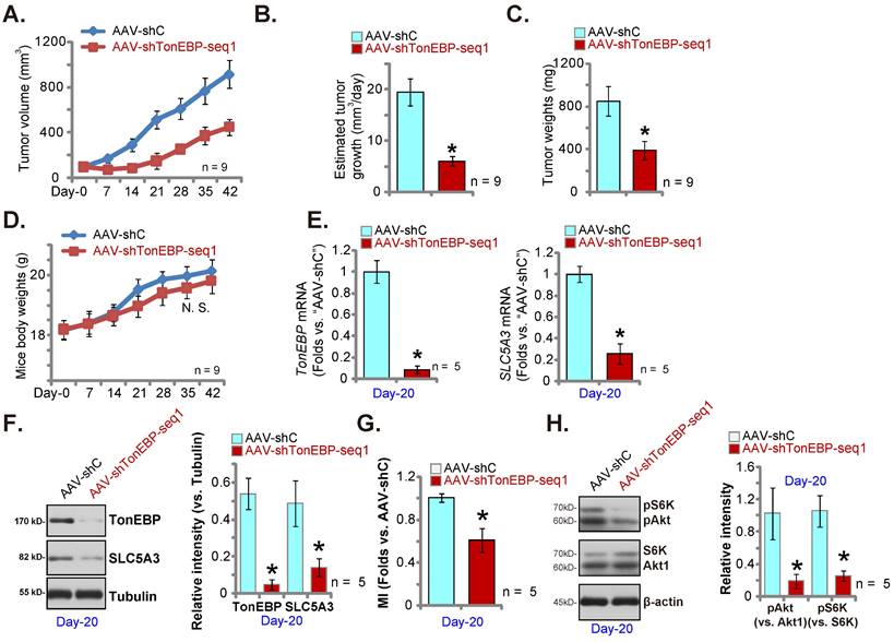 SLC5A3 is important for cervical cancer cell growth