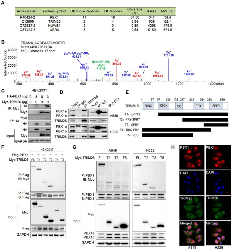 TRIM26 promotes non-small cell lung cancer survival by inducing PBX1 ...