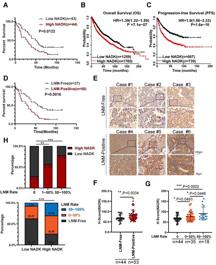 Nicotinamide adenine dinucleotide kinase promotes lymph node metastasis ...