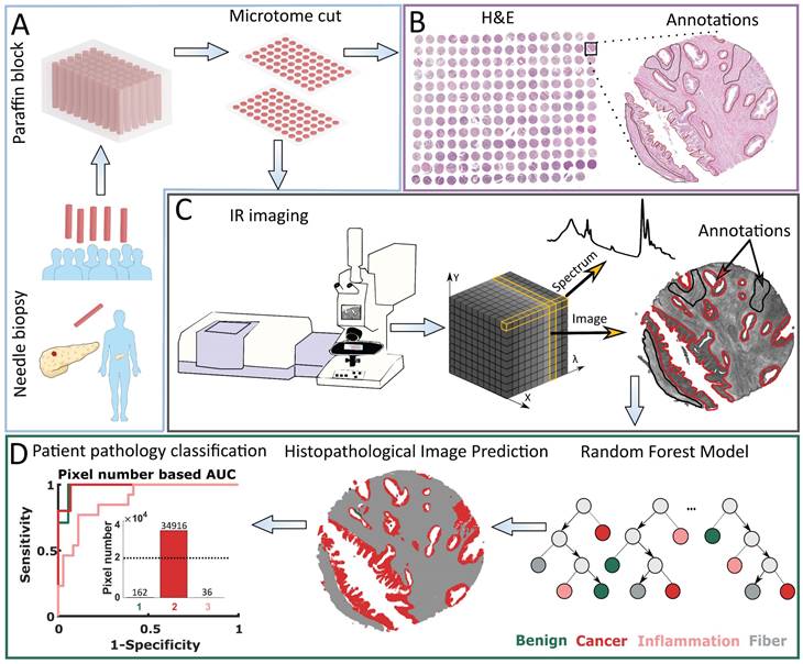 Comprehensive Histopathology Imaging in Pancreatic Biopsies: High ...