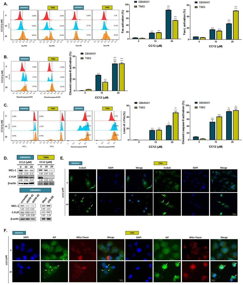 A Novel Isotope-labeled Small Molecule Probe CC12 for Anti-glioma via ...