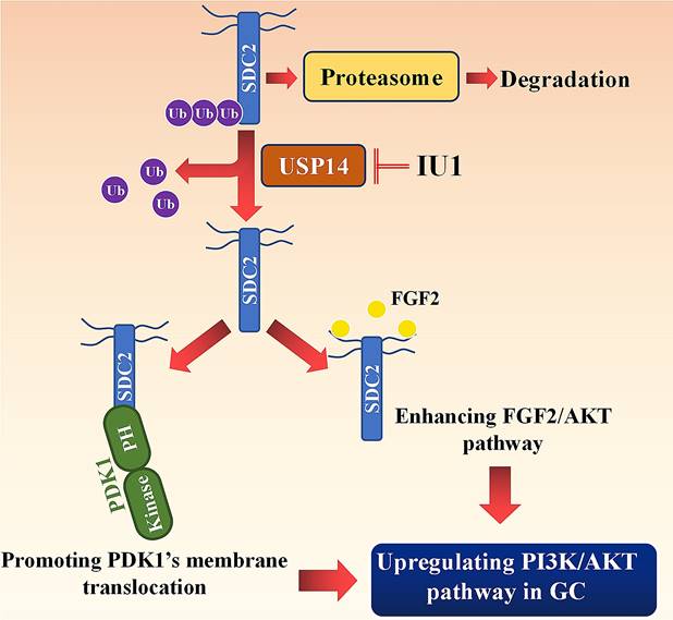 SDC2 Stabilization by USP14 Promotes Gastric Cancer Progression through ...