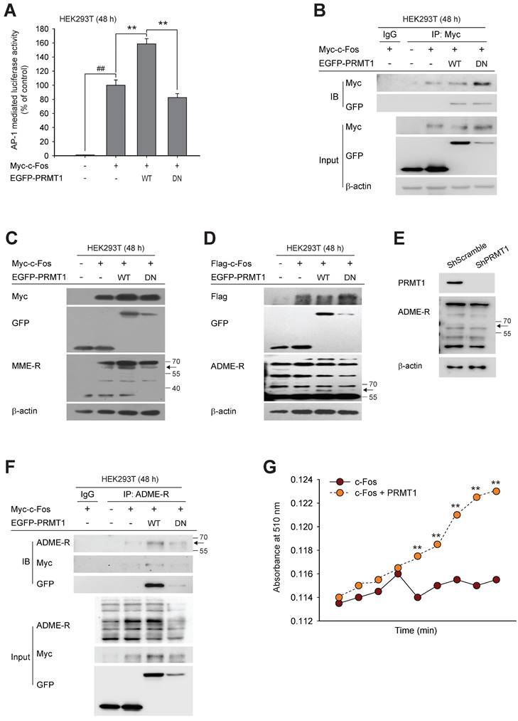 Protection of c-Fos from autophagic degradation by PRMT1-mediated ...