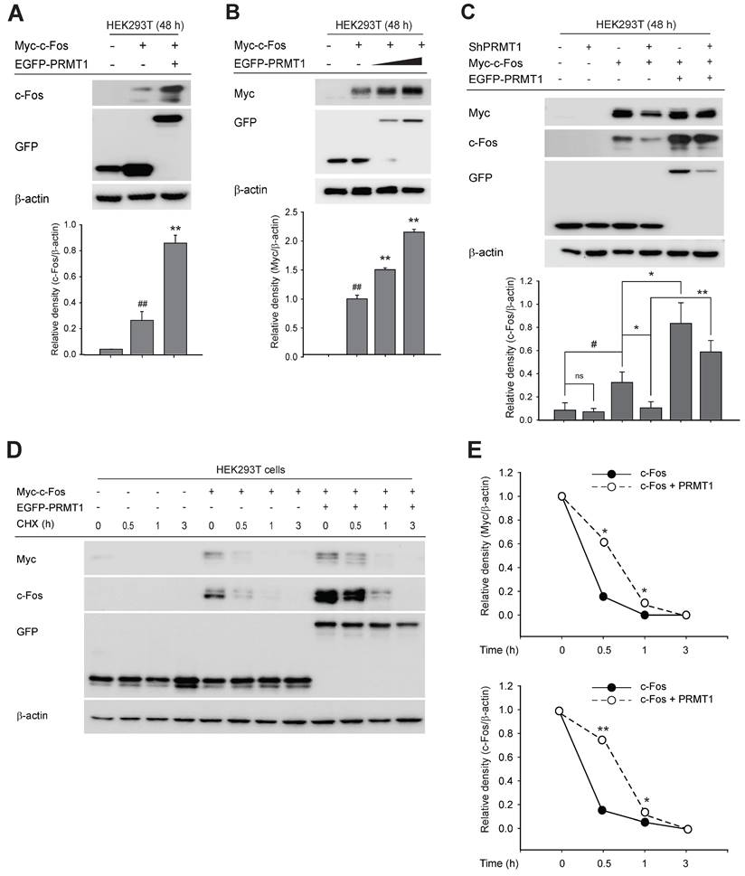 Protection of c-Fos from autophagic degradation by PRMT1-mediated ...