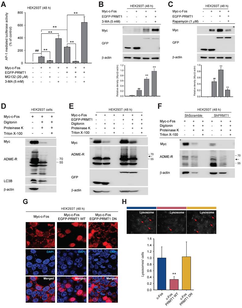 Protection of c-Fos from autophagic degradation by PRMT1-mediated ...
