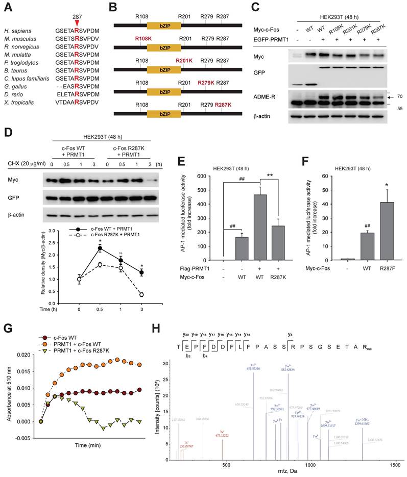 Protection of c-Fos from autophagic degradation by PRMT1-mediated ...