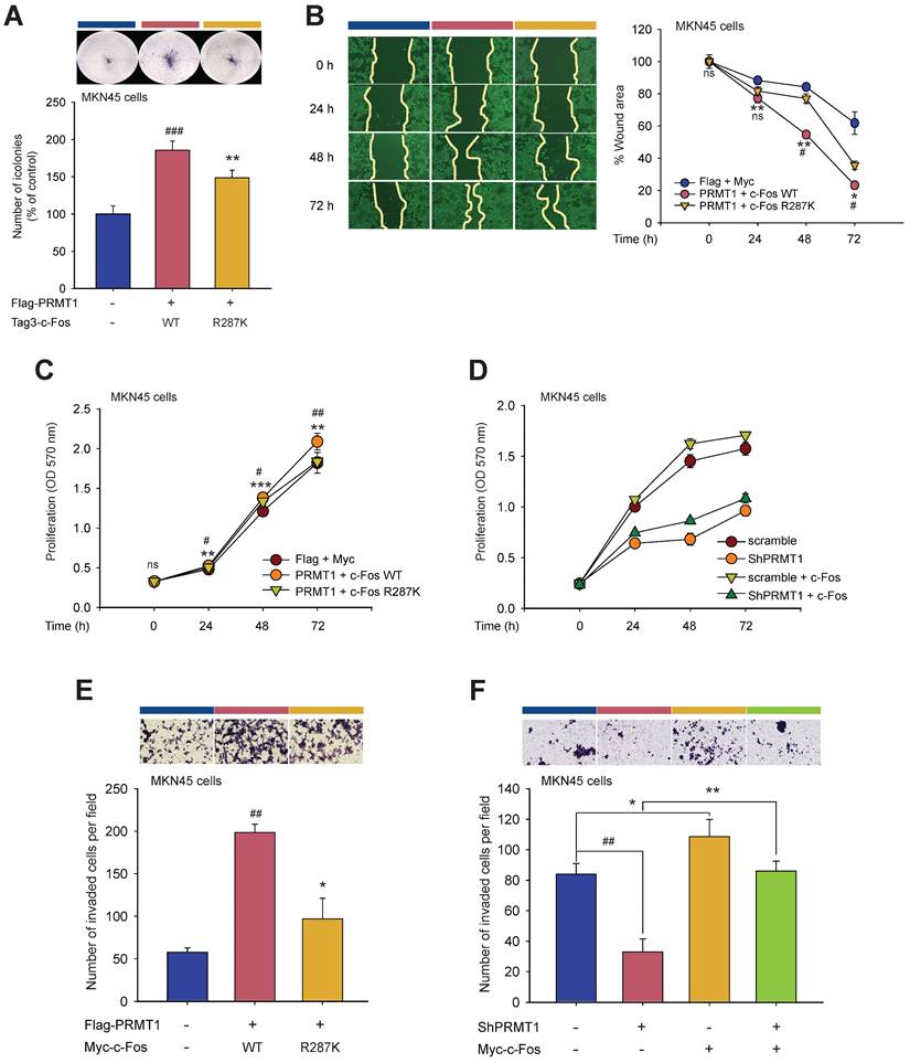 Protection of c-Fos from autophagic degradation by PRMT1-mediated ...