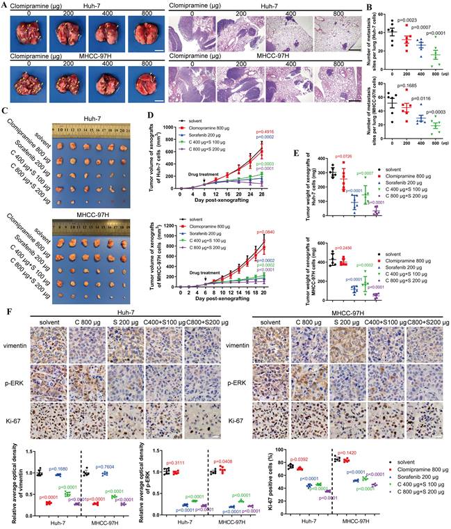 Golgi-protein 73 facilitates vimentin polymerization in hepatocellular ...