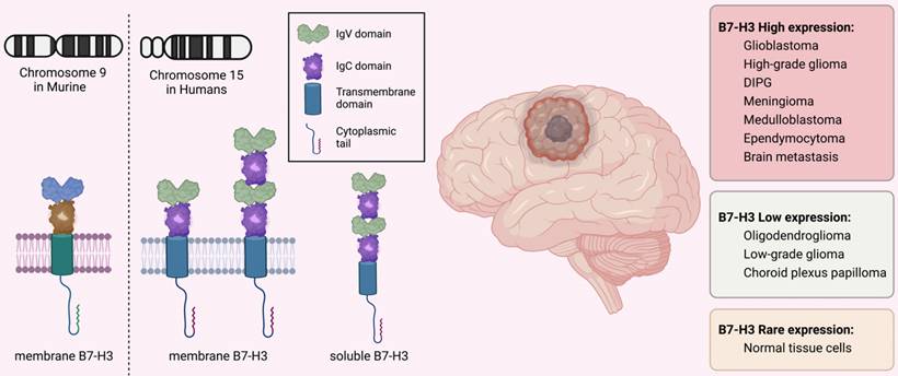 B7-H3 in Brain Malignancies: Immunology and Immunotherapy