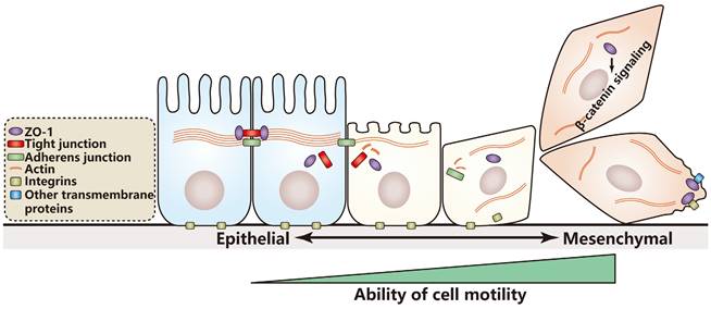 Zonula Occludens Proteins Signaling in Inflammation and Tumorigenesis