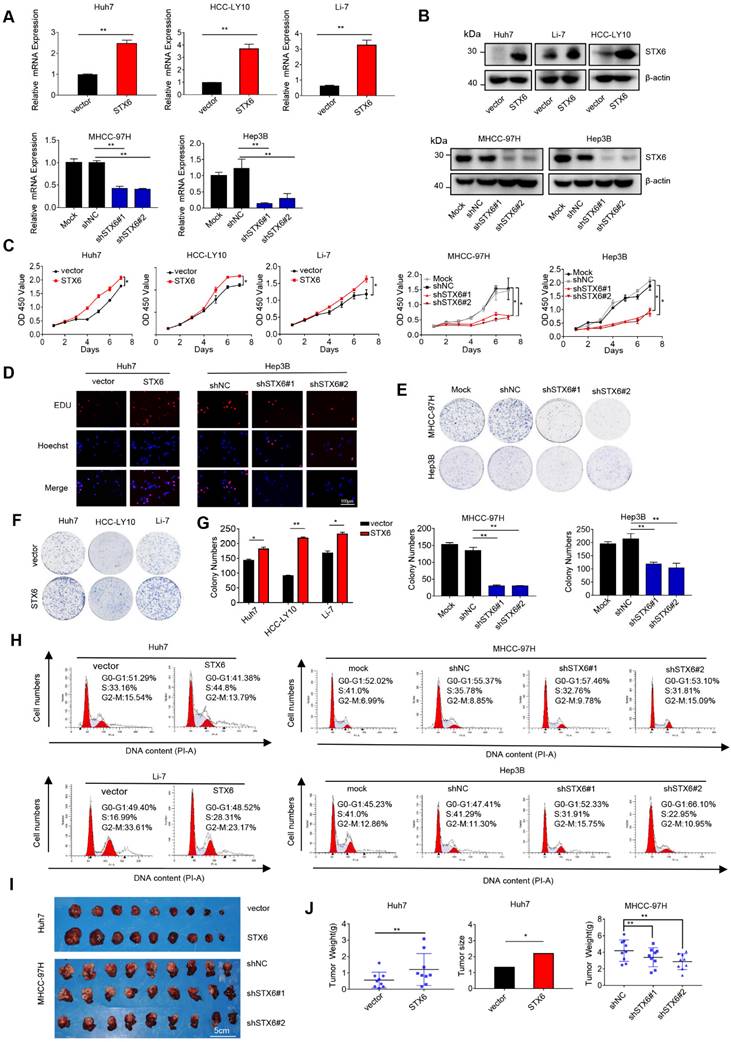 Syntaxin-6 promotes the progression of hepatocellular carcinoma and ...