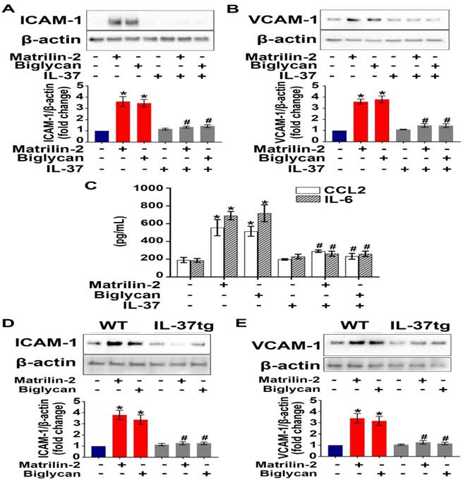 Recombinant IL-37 Exerts an Anti-inflammatory Effect on Human Aortic ...