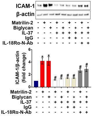 Recombinant IL-37 Exerts an Anti-inflammatory Effect on Human Aortic ...