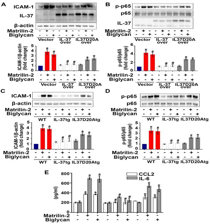 Recombinant IL-37 Exerts an Anti-inflammatory Effect on Human Aortic ...