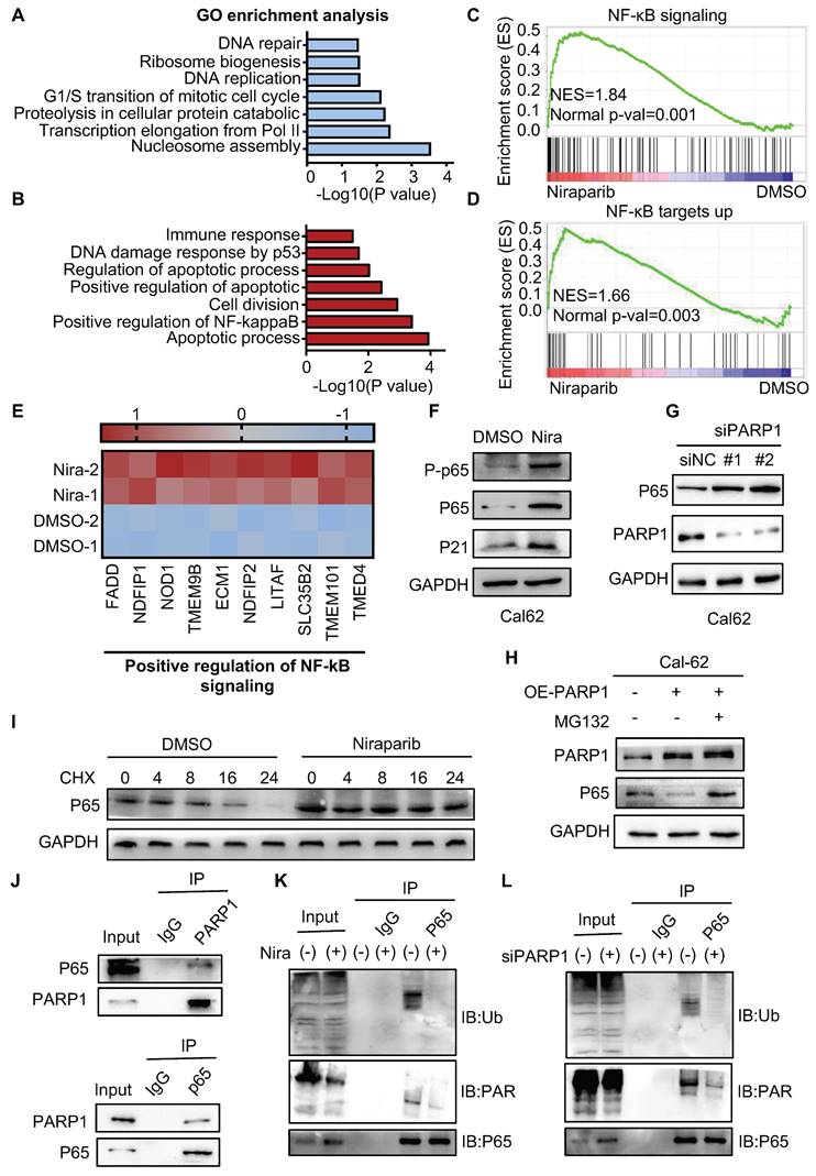 PARP inhibitor shuts down the global translation of thyroid cancer ...