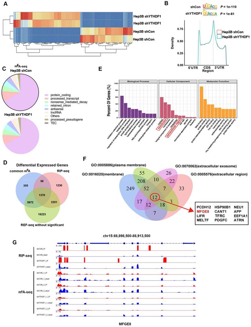 The m6A reader YTHDF1 attenuates fulminant hepatitis via MFG-E8 ...