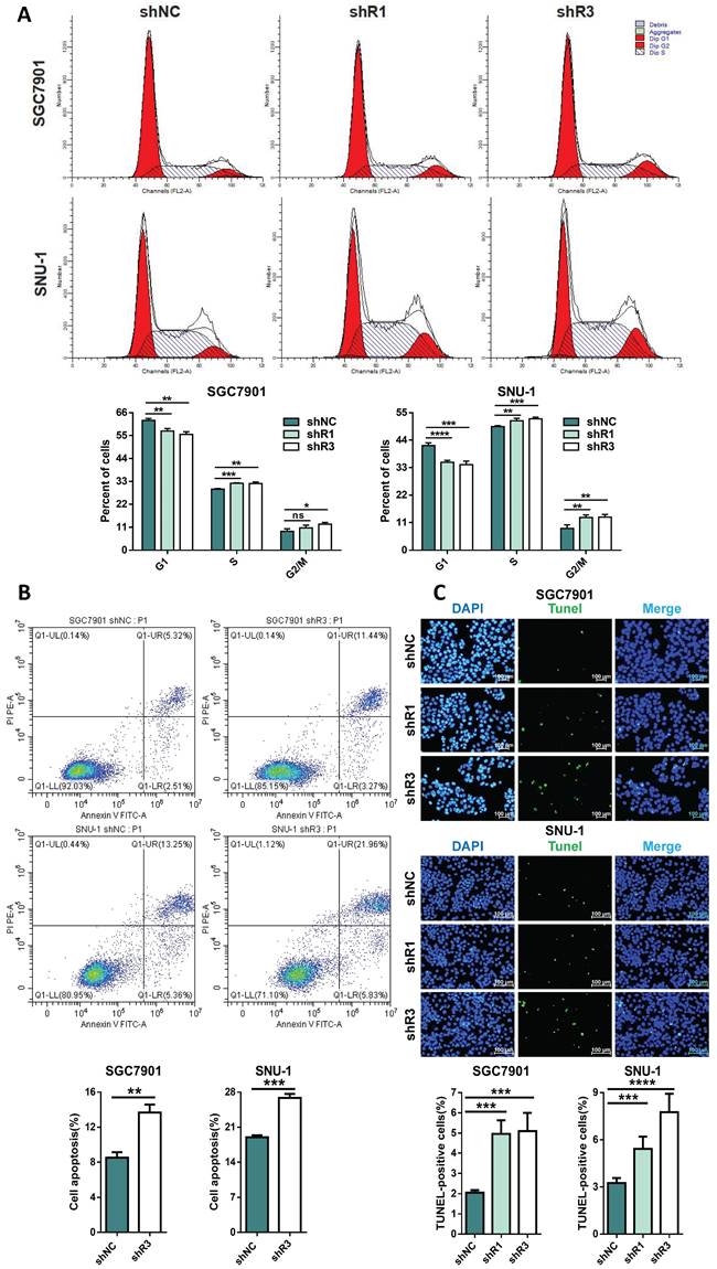 RHOJ Induces Epithelial-to-Mesenchymal Transition by IL-6/STAT3 to ...
