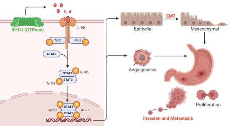 RHOJ Induces Epithelial-to-Mesenchymal Transition by IL-6/STAT3 to ...