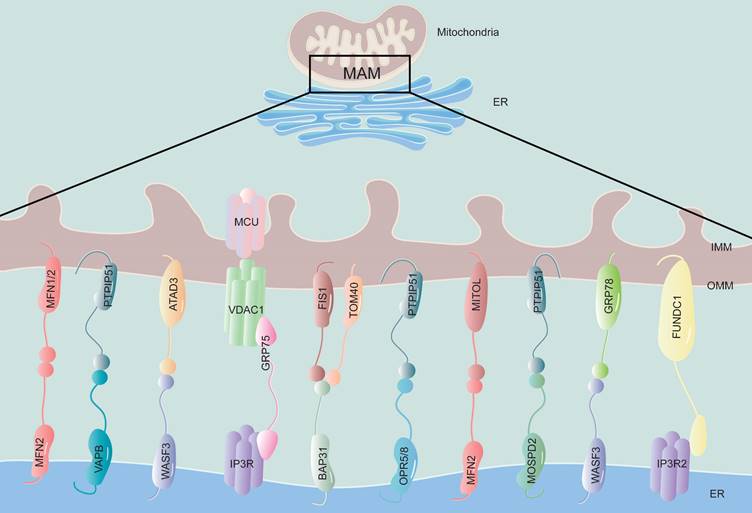 Broadening horizons: the contribution of mitochondria-associated ...