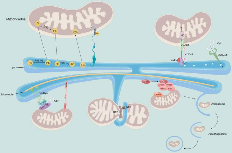 Broadening horizons: the contribution of mitochondria-associated ...