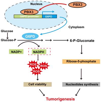 PBX3 promotes pentose phosphate pathway and colorectal cancer ...