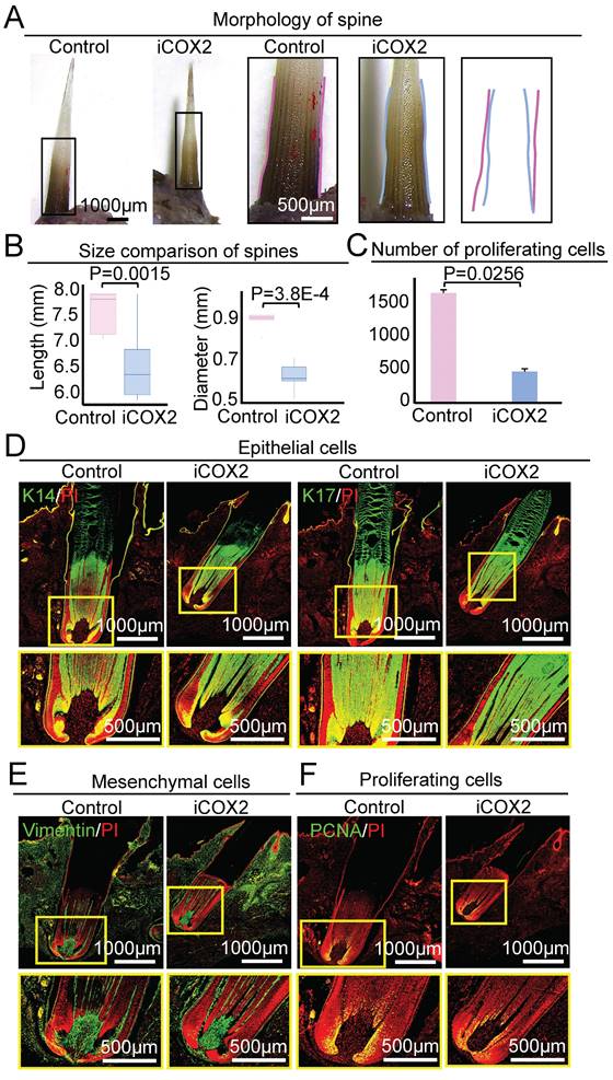 COX2-ATP Synthase Regulates Spine Follicle Size in Hedgehogs