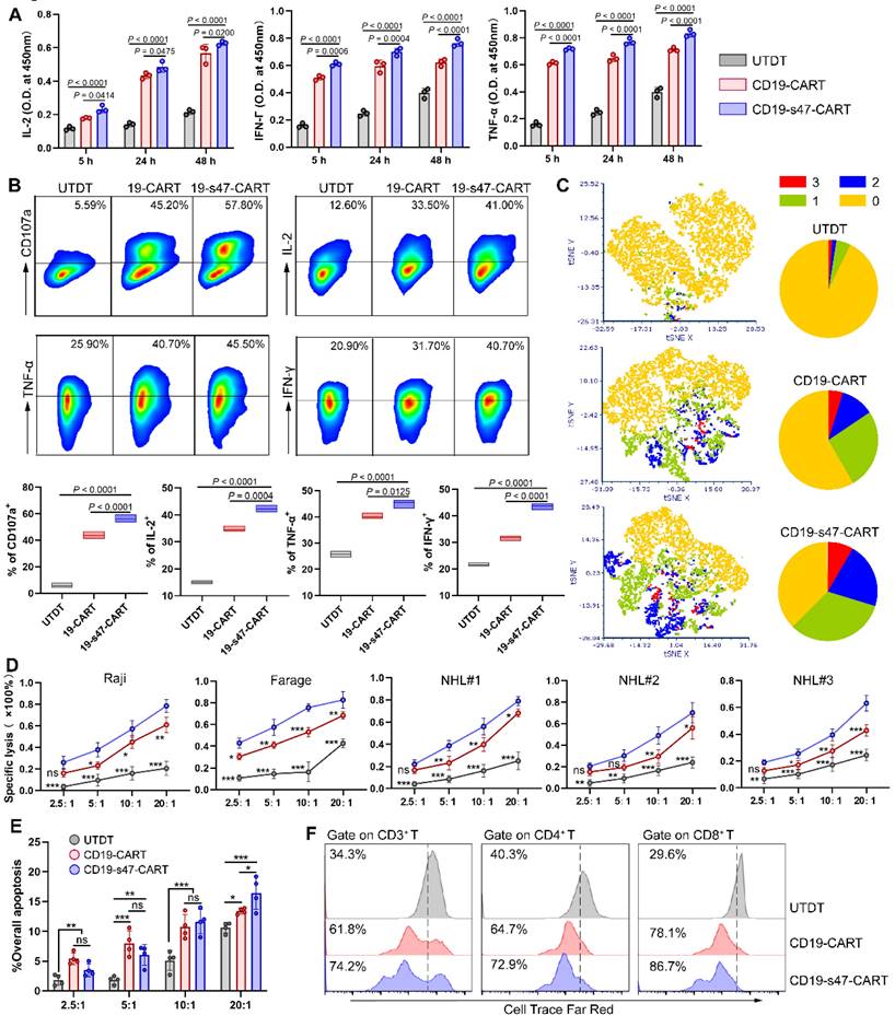 Enhanced tumor immunotherapy by polyfunctional CD19-CAR T cells ...