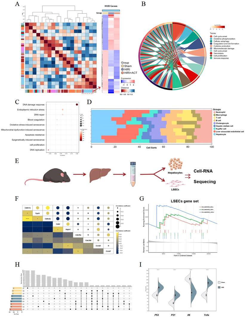 Acteoside ameliorates hepatic ischemia-reperfusion injury via reversing ...