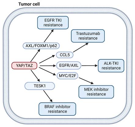 Role Of YAP Signaling in Regulation of Programmed Cell Death and Drug ...