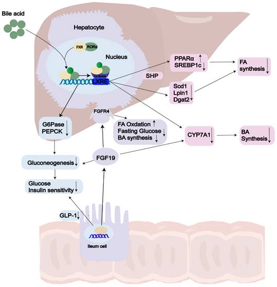 The Role of Nuclear Receptors in the Pathogenesis and Treatment of Non ...